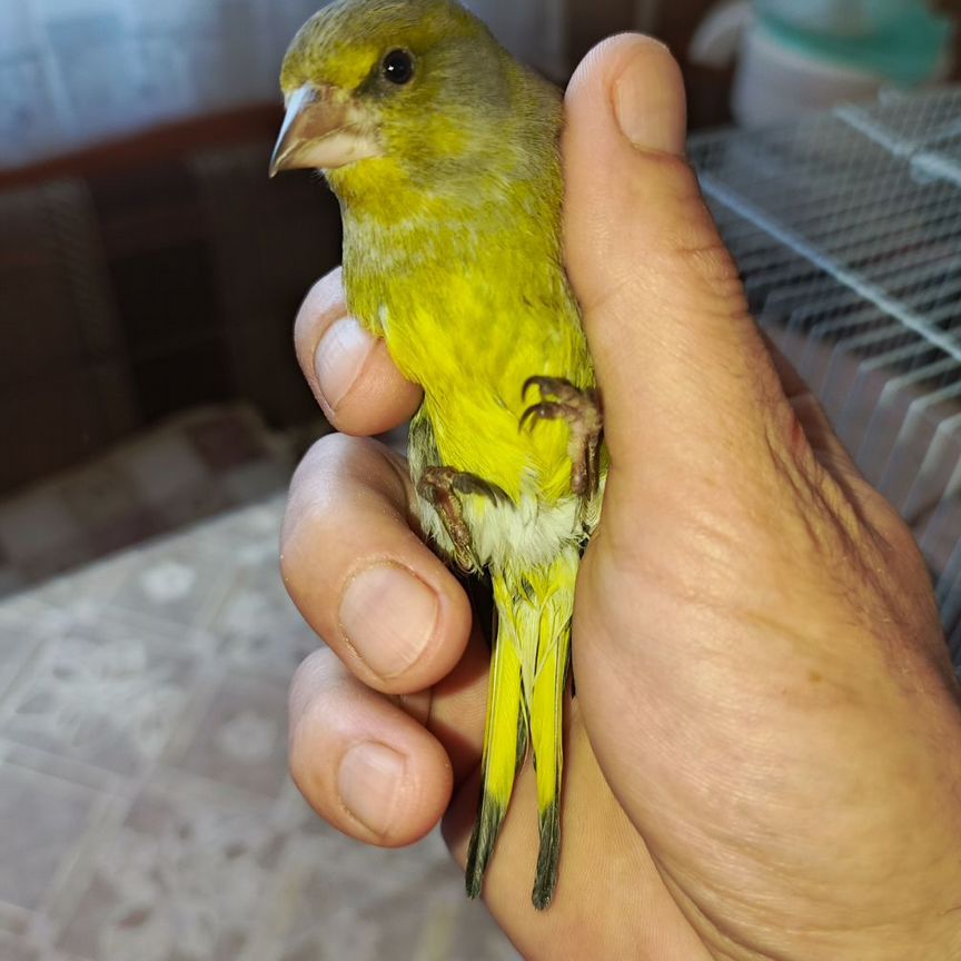 Певчие птицы Зеленуха(лесная канарейка)