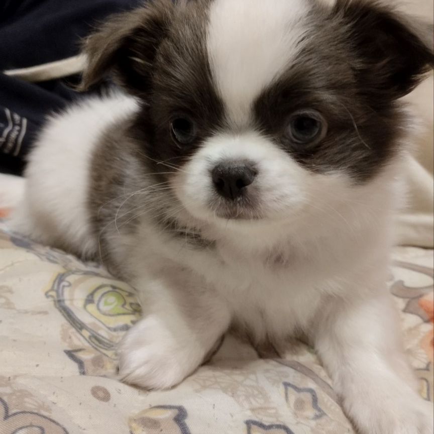 Щенки чихуахуа длинношерстные