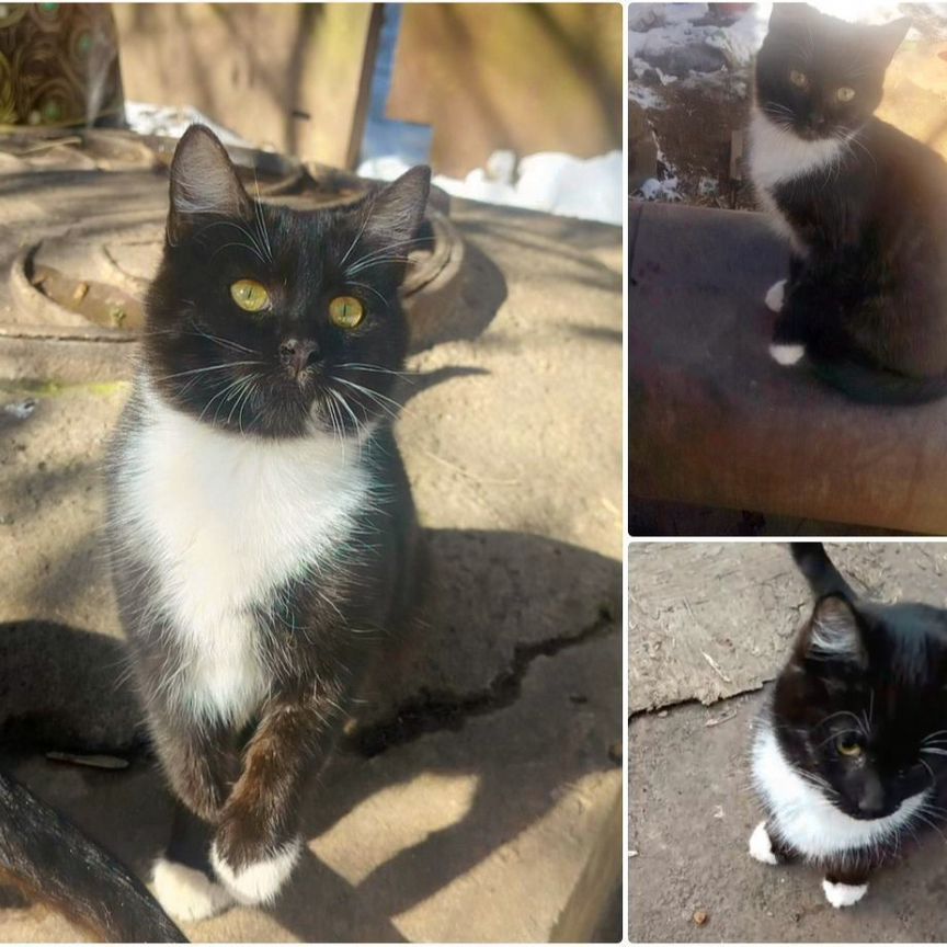 Котенок в добрые руки