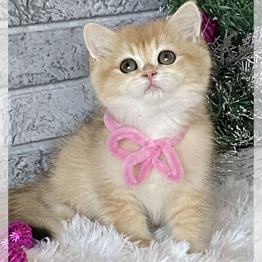 Британский короткошёрстный котёнок