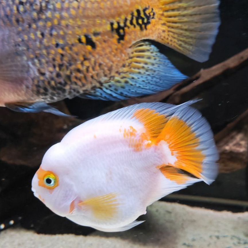 Попугай Кинг Конг кои