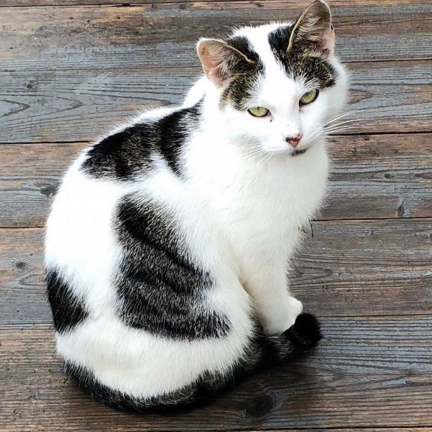 Взрослая, кошка в добрые руки