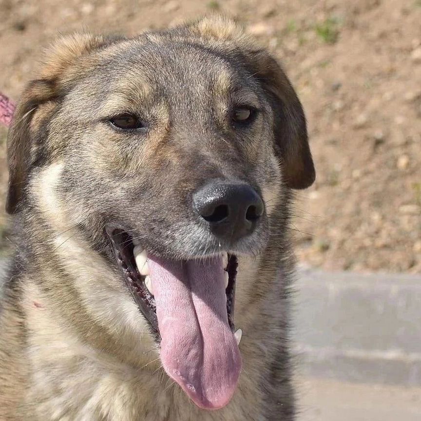 Пёс Финик в дом