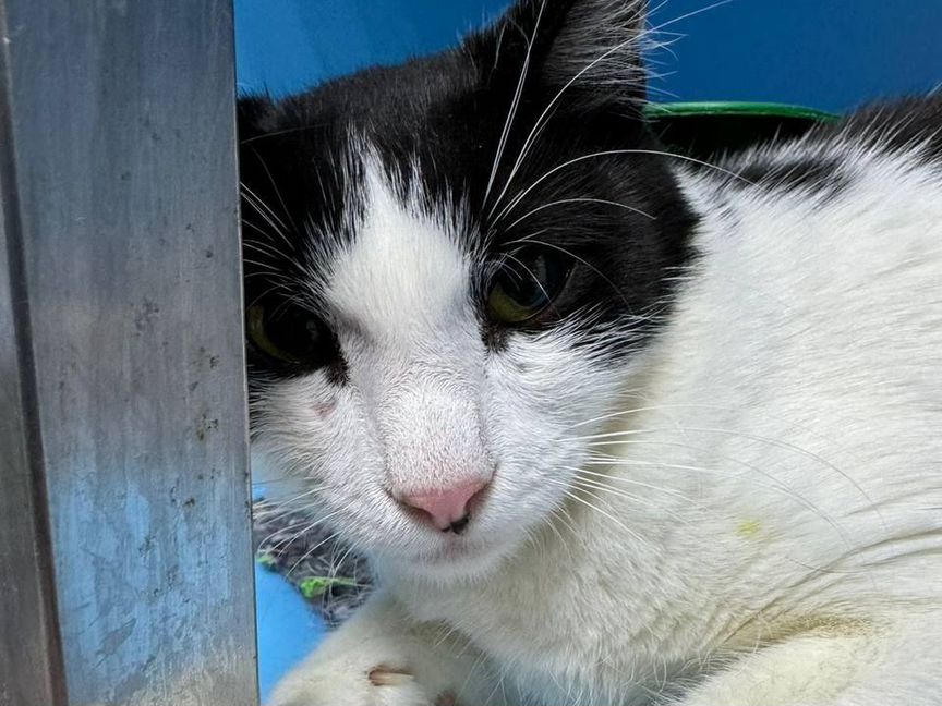 Завтра выпуск.1шанс на сытую,безопасную,долгую жиз