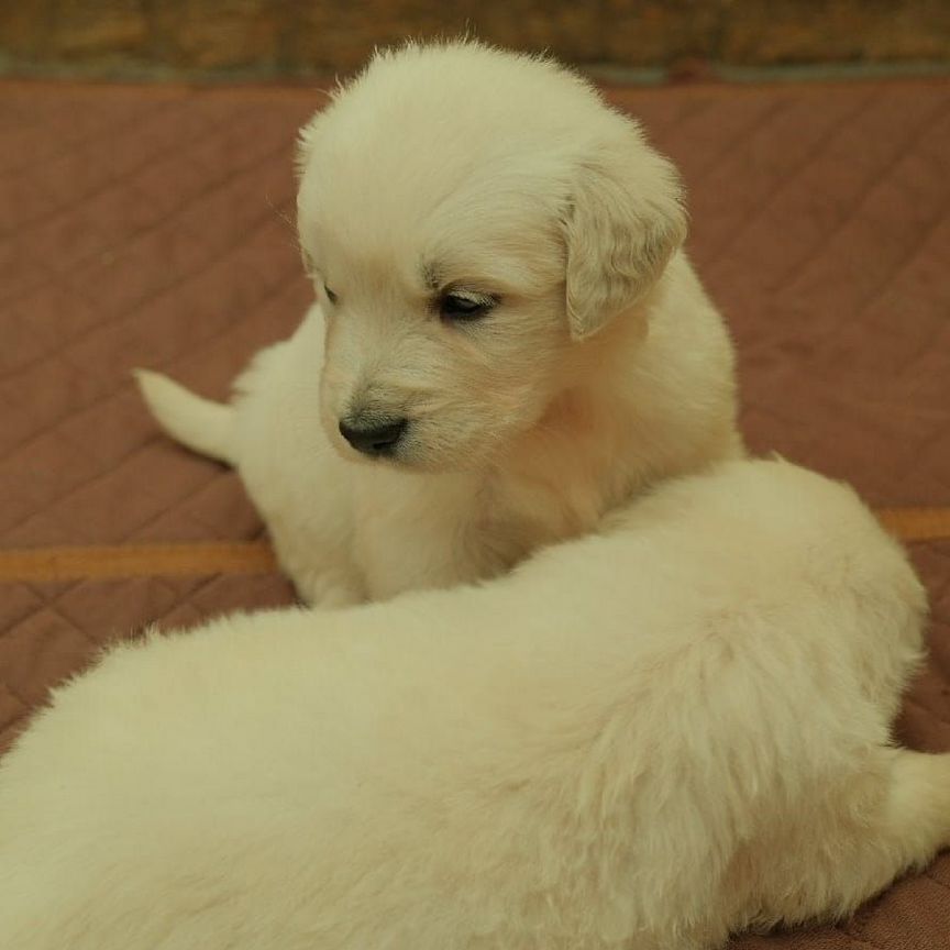 Золотистый ретривер, щенок