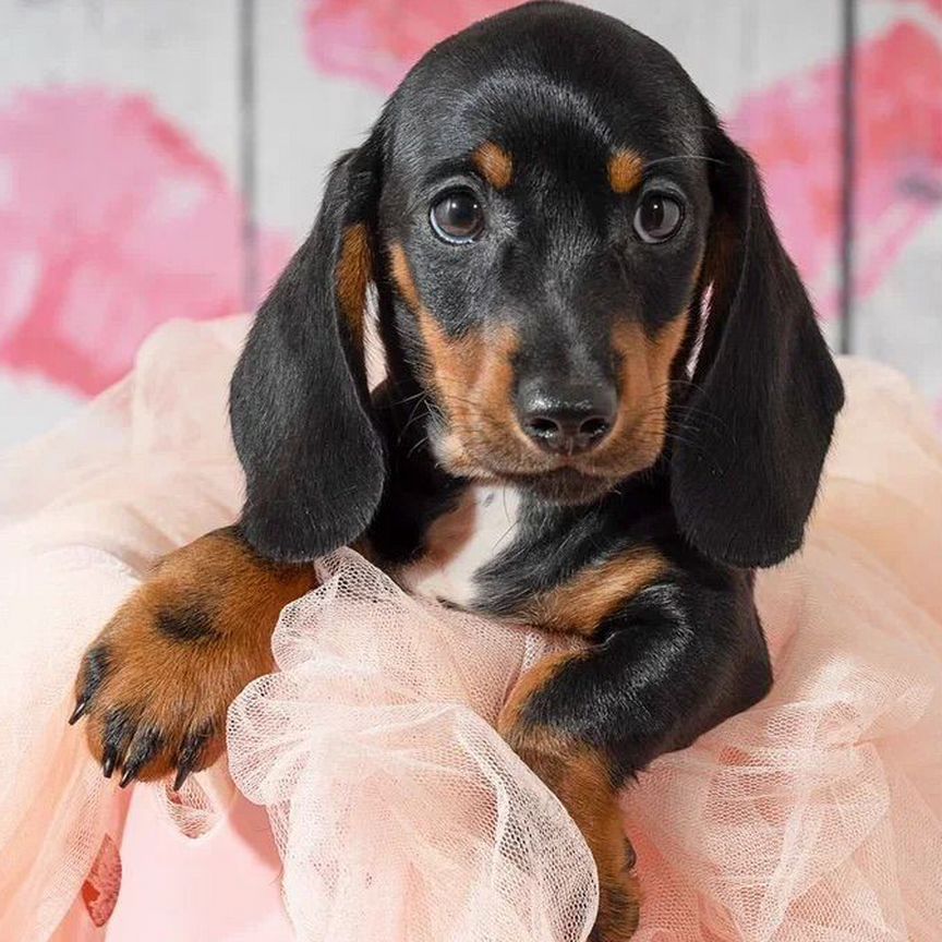 Такса, щенок