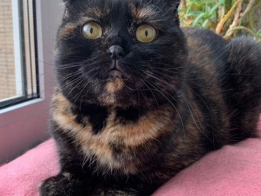 Кошка Сонечка