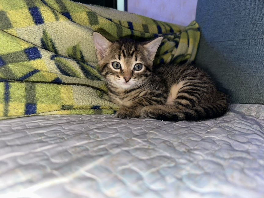 Котята девочки