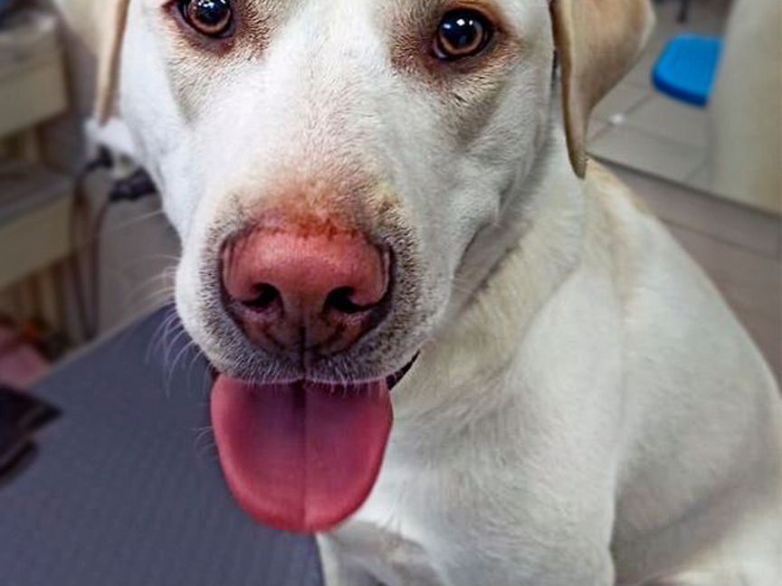 Метис Лабрадора в поиске дома