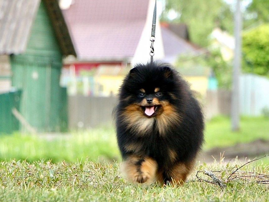 Померанский шпиц вязка