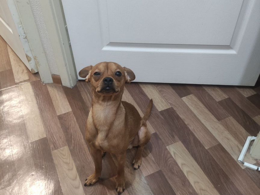 Собака для вязки