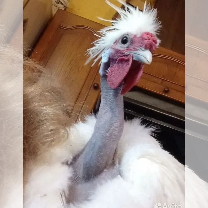 Китайский шелковый петух голошейка