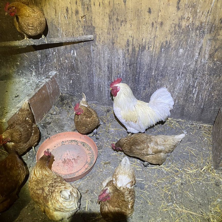 Курочки несушки