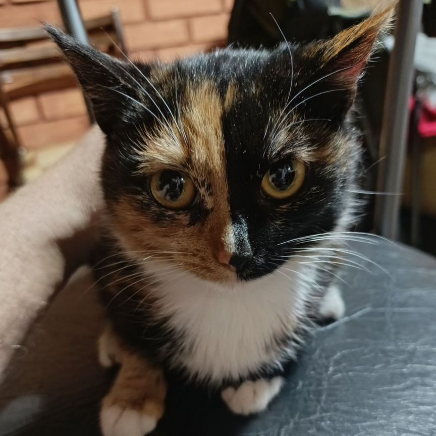 Сибирский котёнок