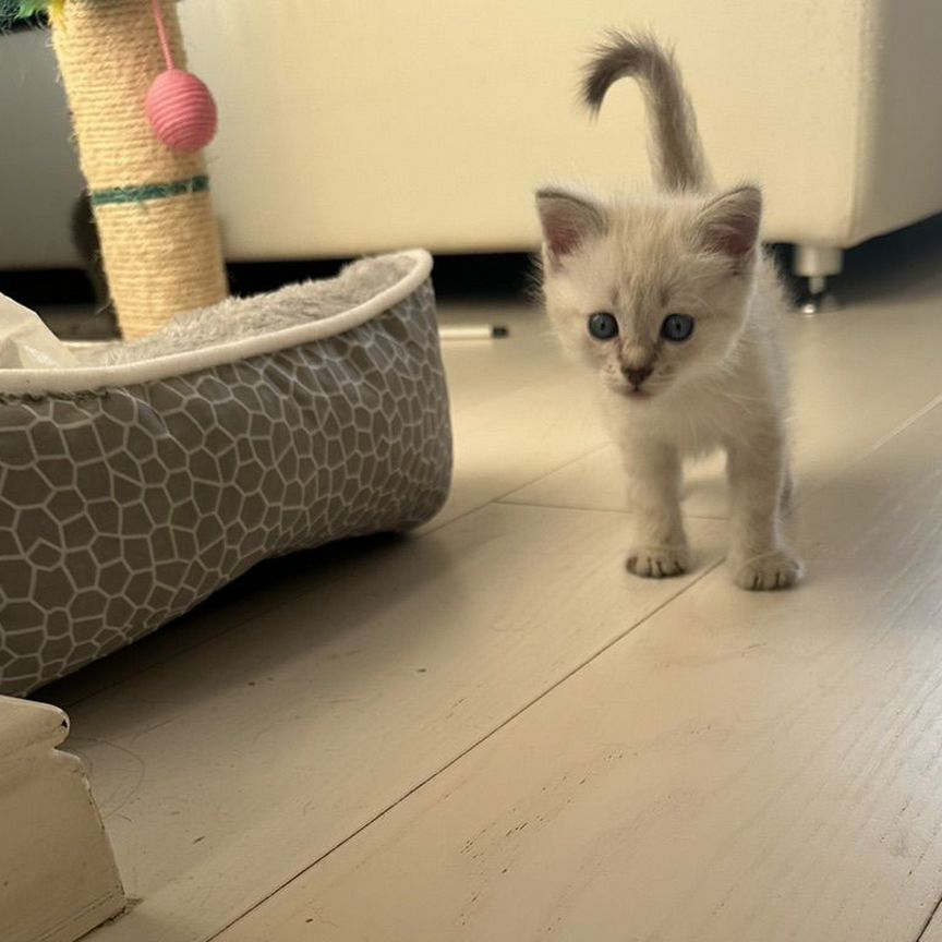 Британские котята