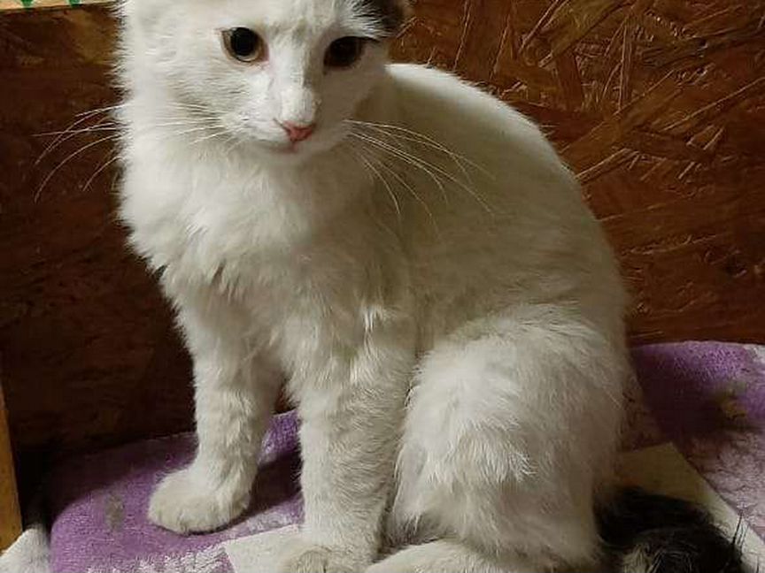 Кошка в дар