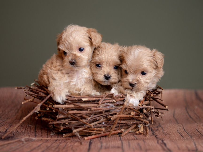 Мальтипу f1 mini