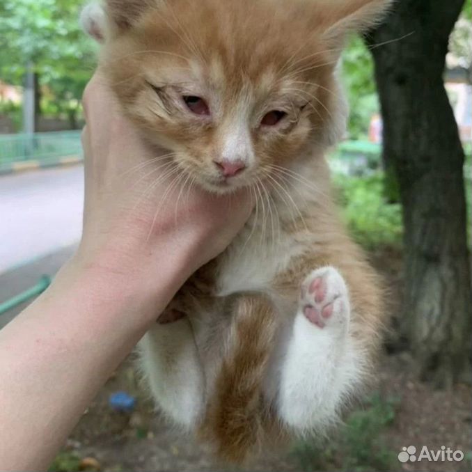 Крошечные котята в трансформаторной будке