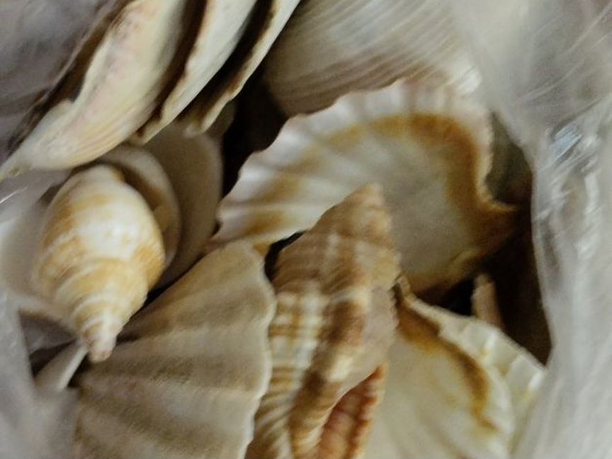 Морские ракушки раковины