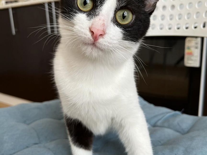 Котик Коко ищет дом
