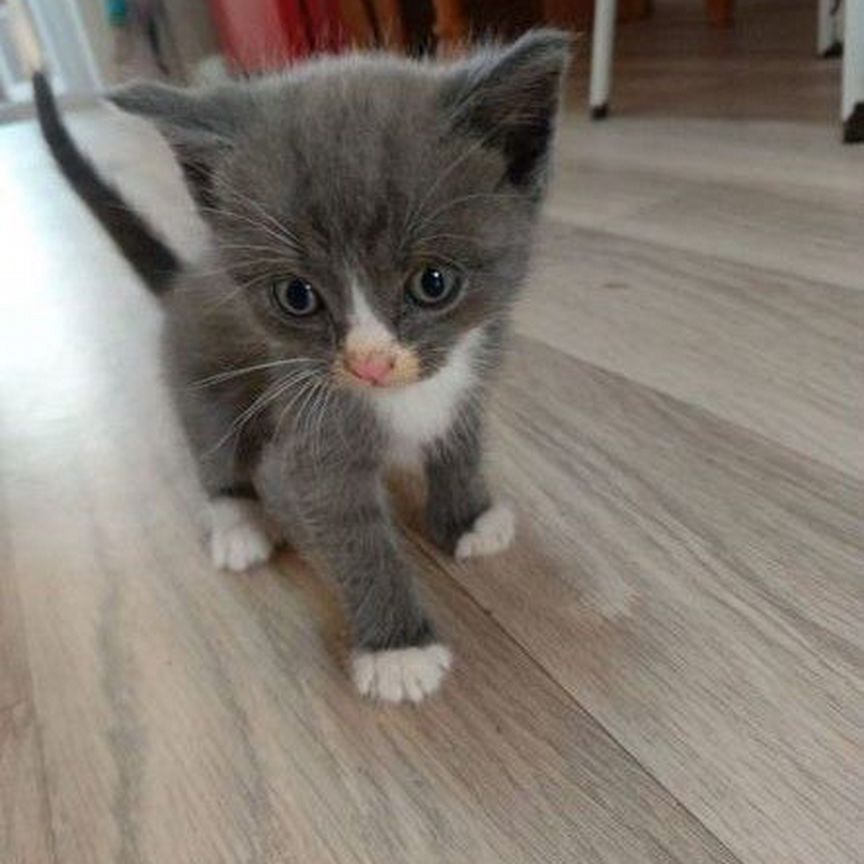 Котята, 3 мальчика, 6 недель