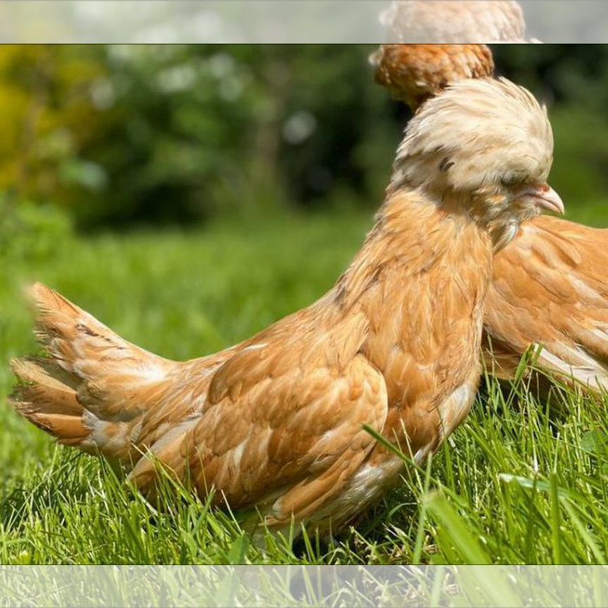 Куры подуан