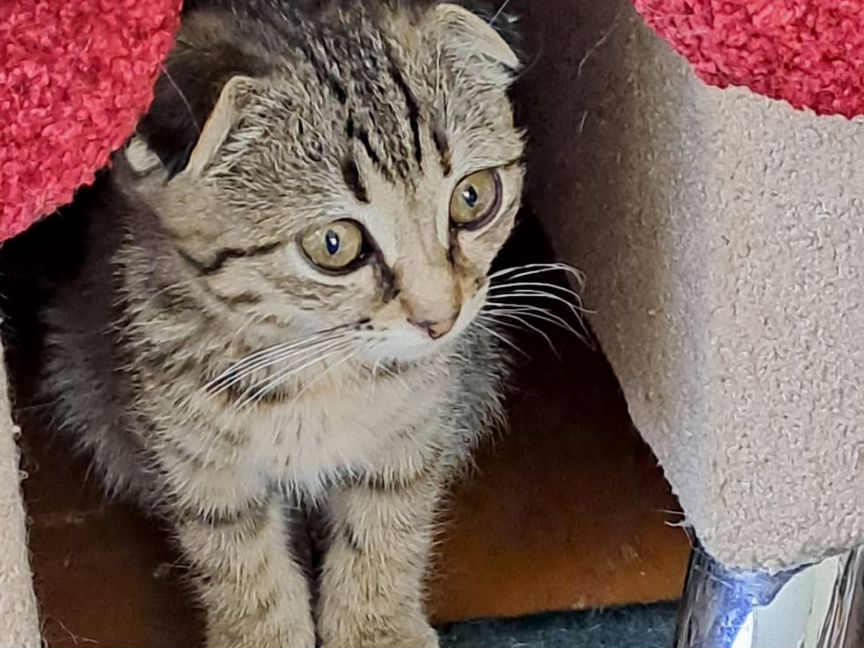 Шотландский вислоухий котенок девочка