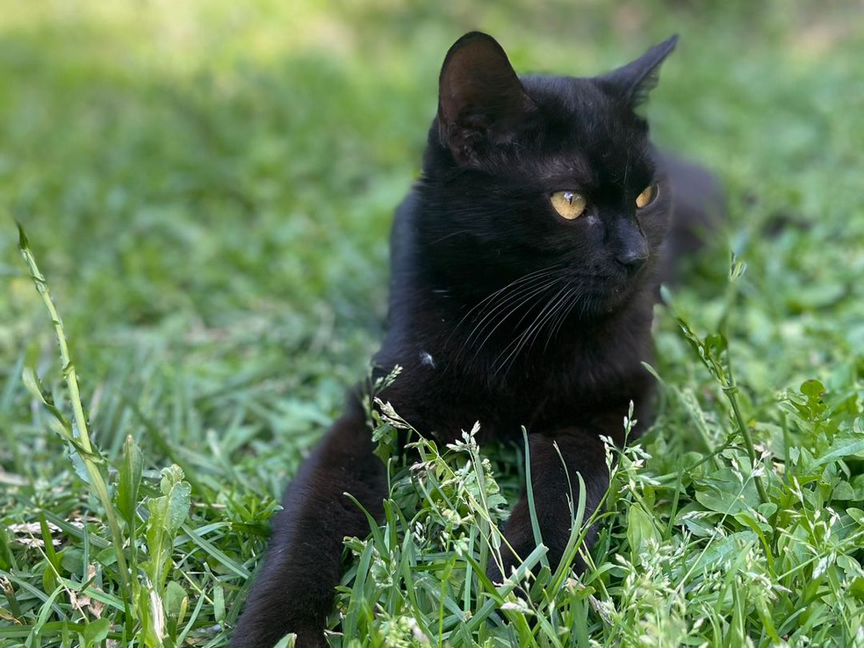Котик пропадает на улице
