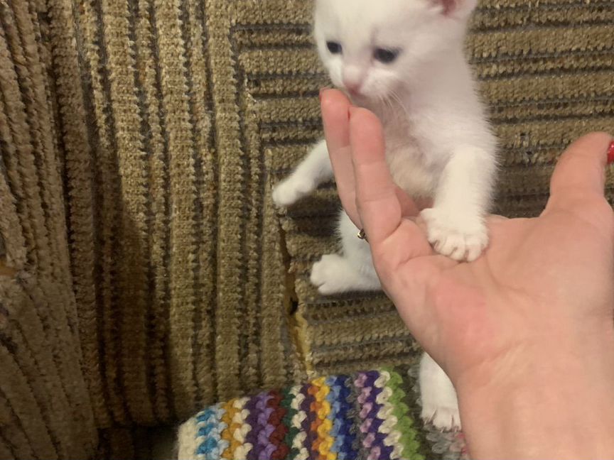 Котята месяц был 27 ноября