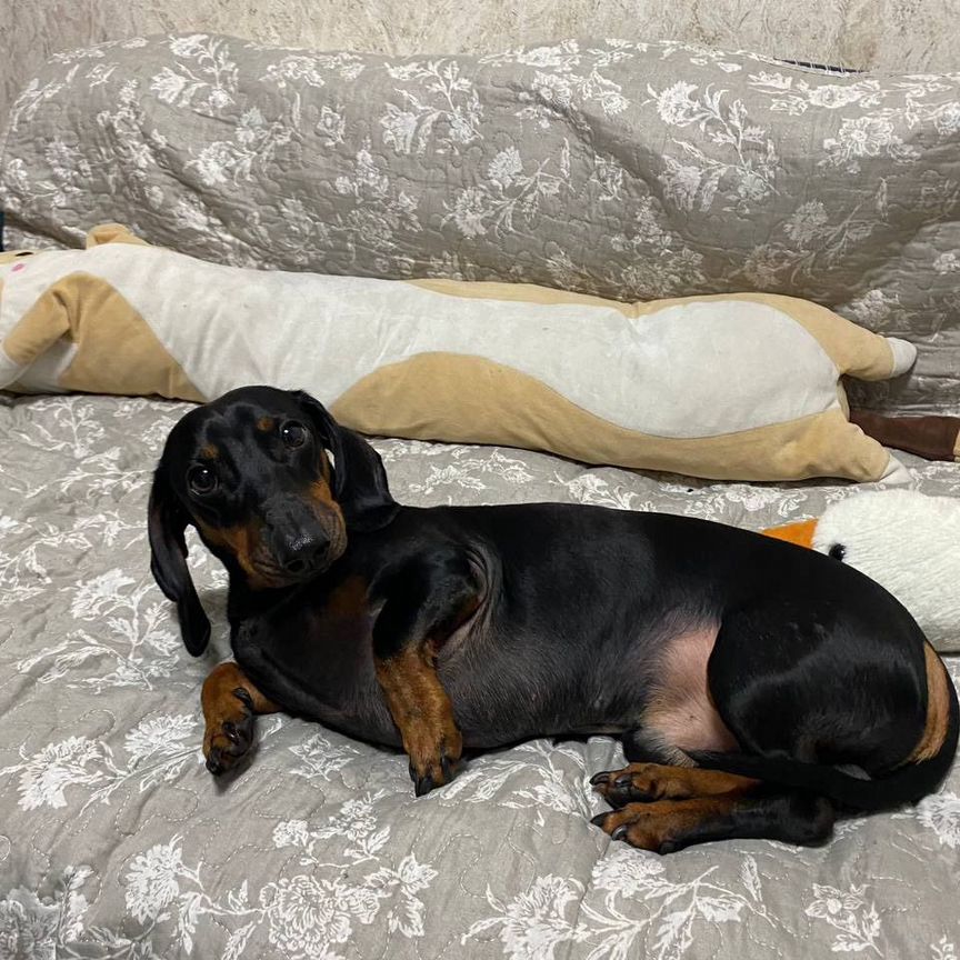 Вязка кобель такса