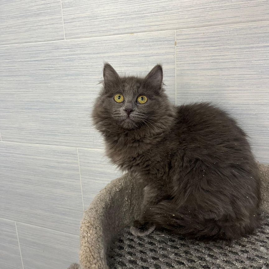 Котенок пушистая прелесть