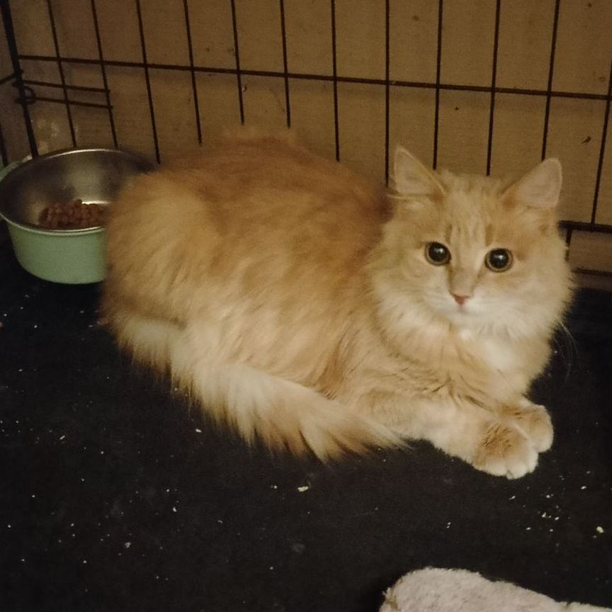 Сибирский котёнок