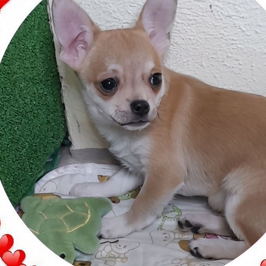 Чихуахуа, щенок