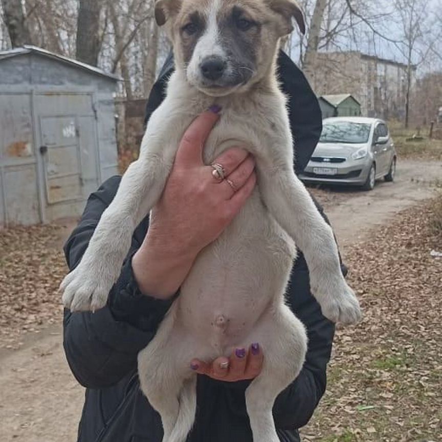 Отдам в добрые руки