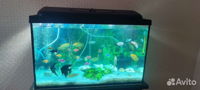 Аквариум с рыбками