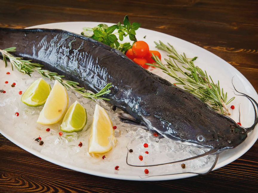 Африканский клариевый сом