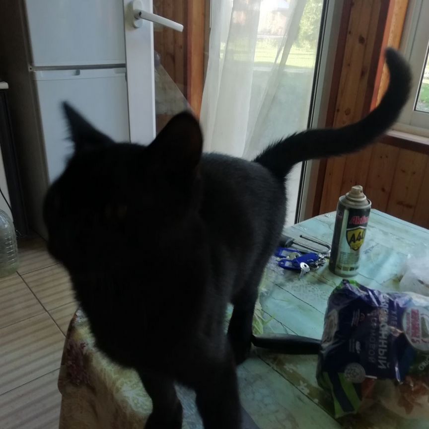 Домашние животные котята