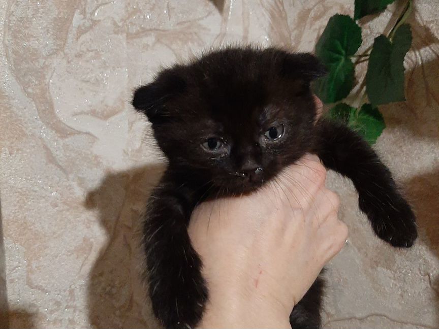 Вислоух и таец котики