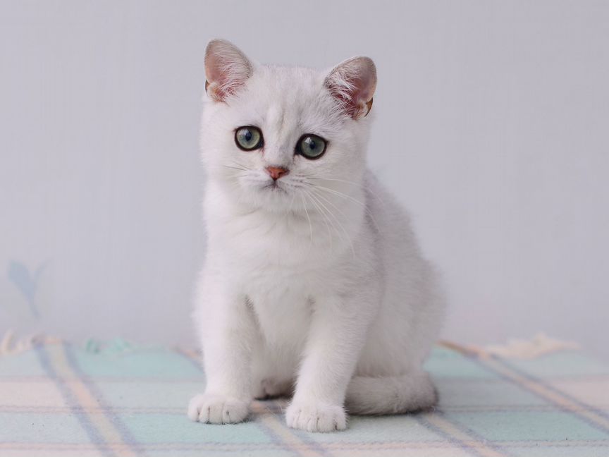 Серебристая шиншилла