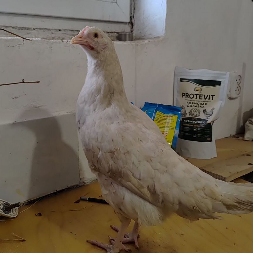 Куры несушки