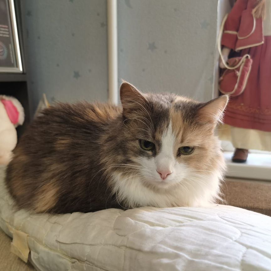 Кошки