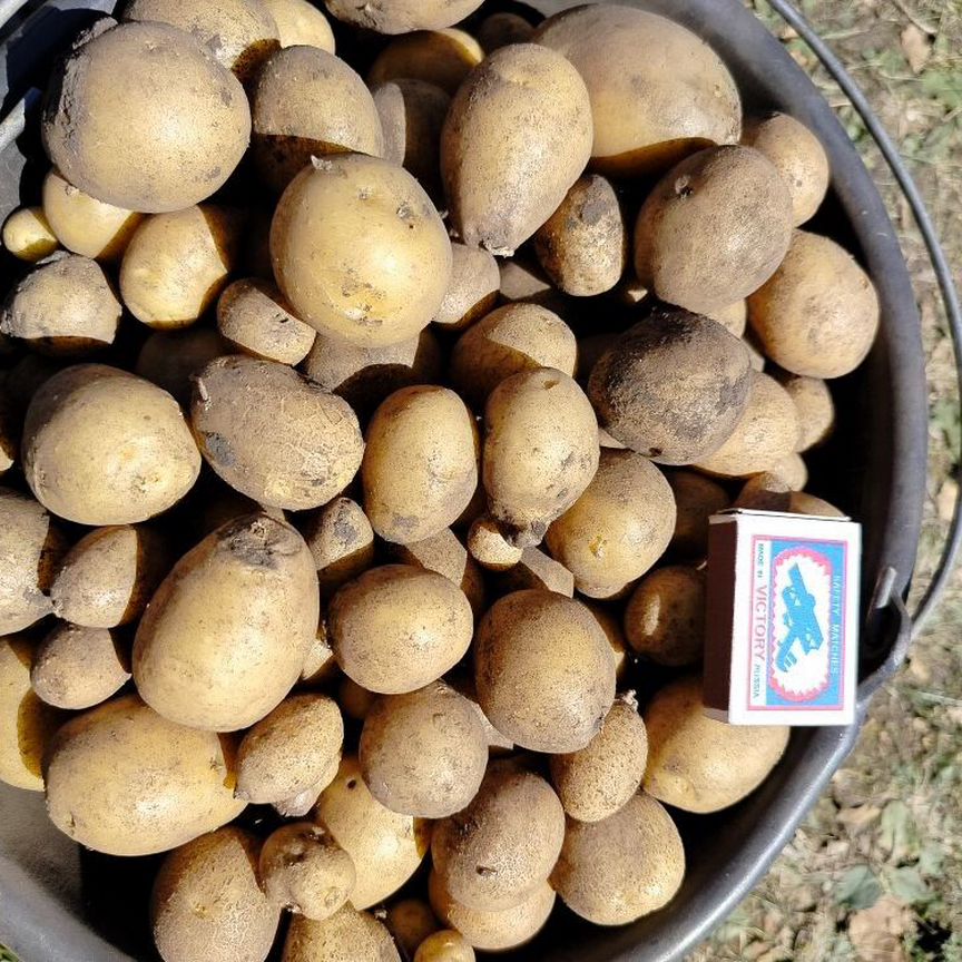 Картофель на корм скоту