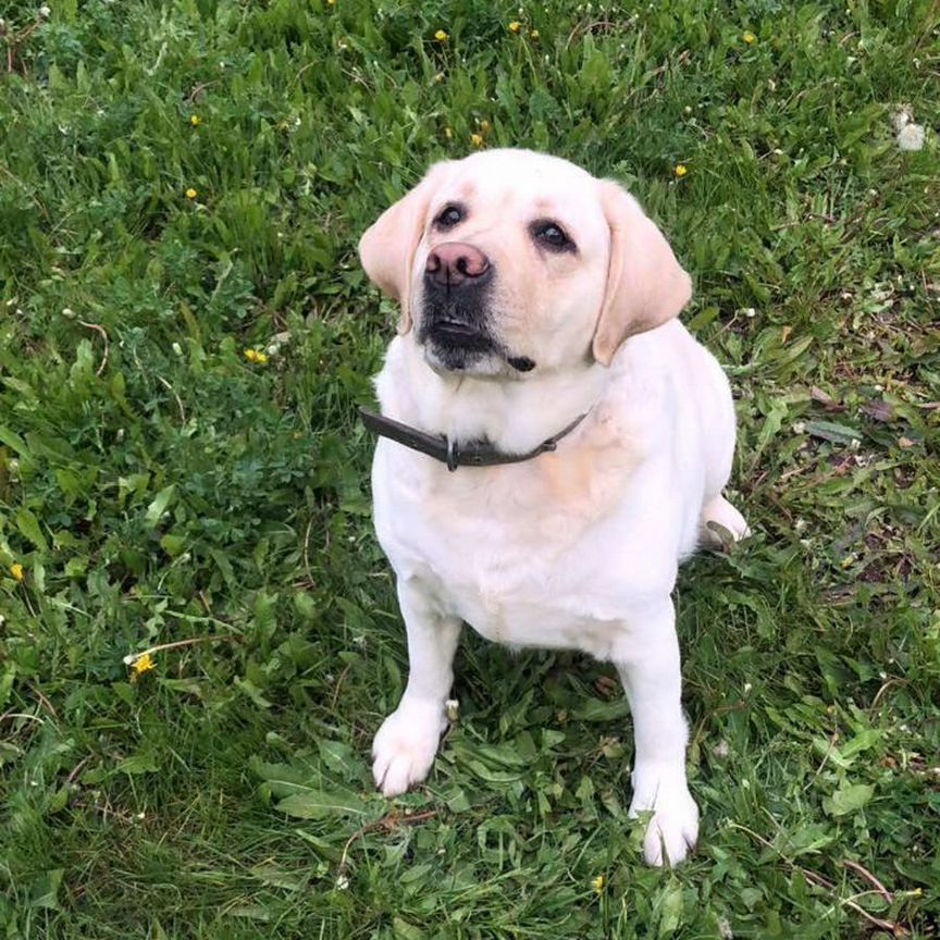 Лабрадор девочка в добрые руки