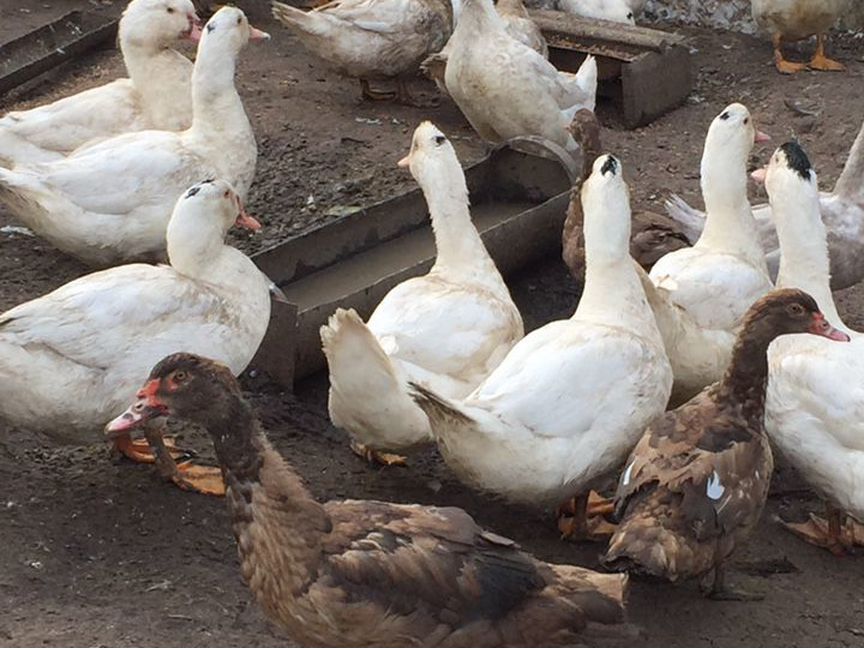 Утки, гуси