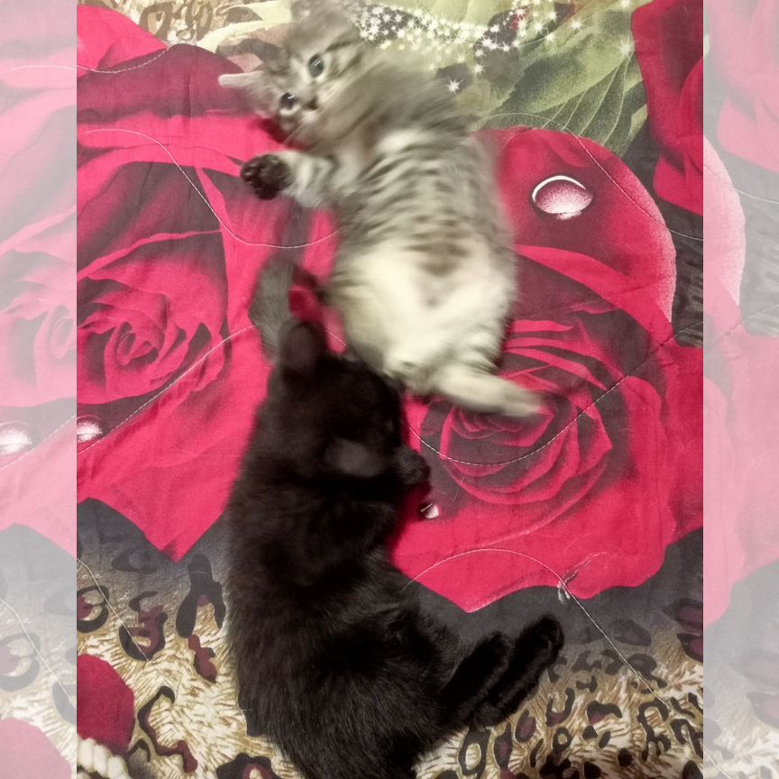 Котёнок в добрые руки
