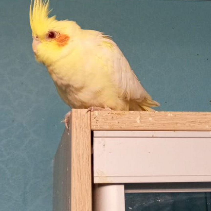 Попугай корелла девочка