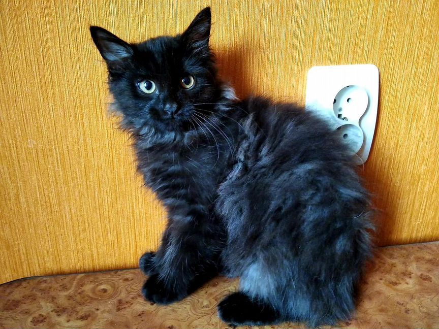 Шикарный котёнок ищет дом