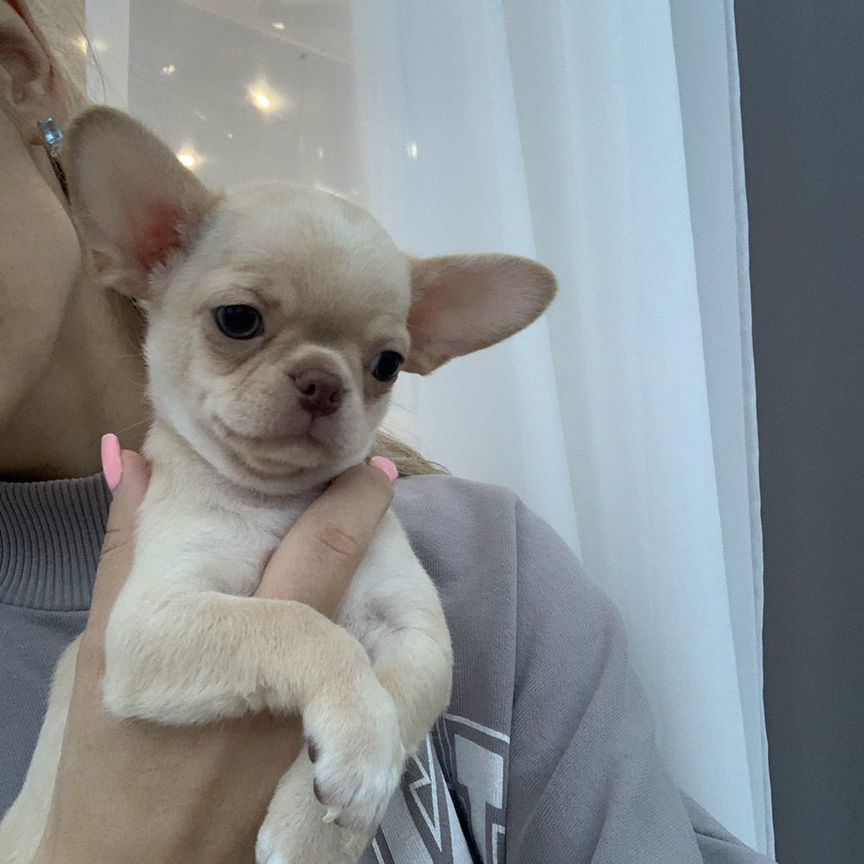 Чихуахуа изабелловый