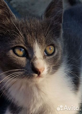 Котенок в дар