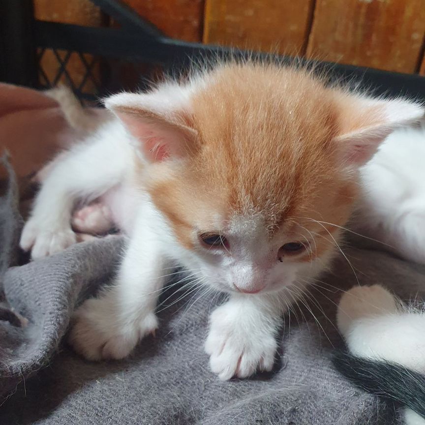 Котёнок в добрые руки